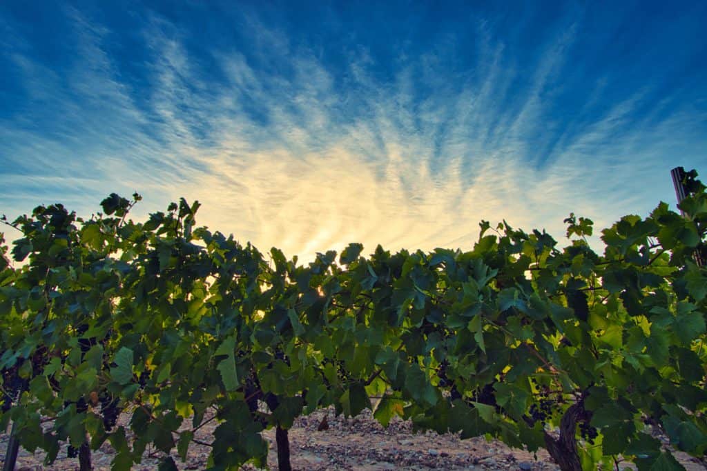 4 Things You Didn't Know about Paso Wine Country - Paso Robles Wineries